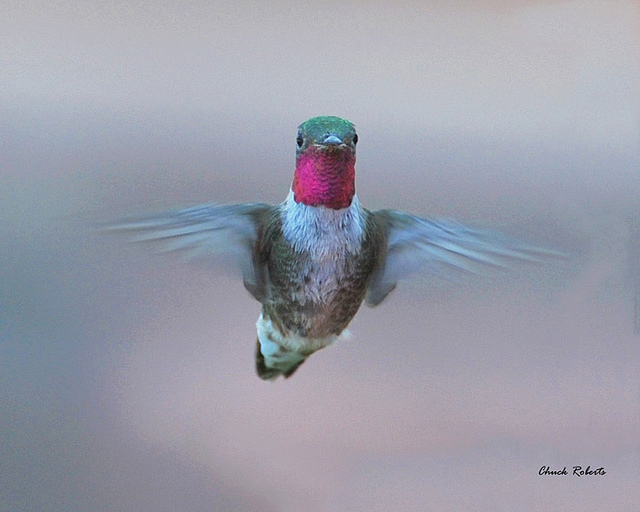 Hummingbirds in Flight | The Ark In Space