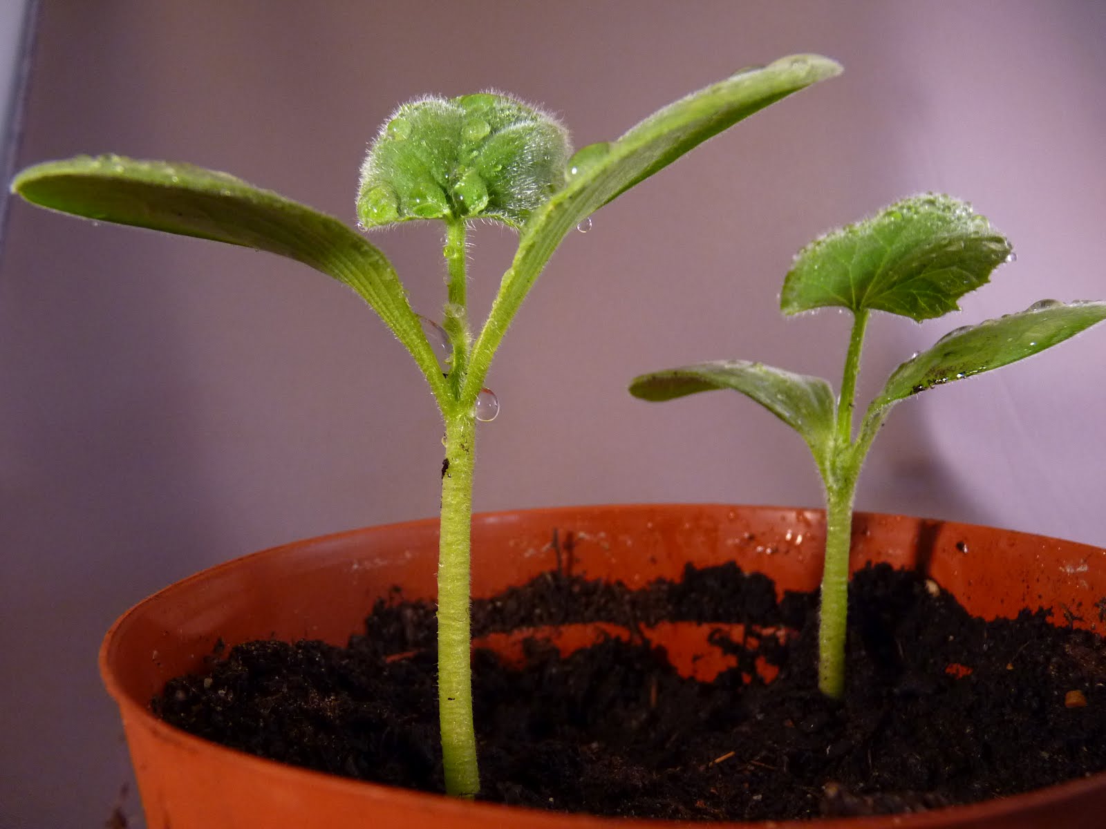 smalrac: Muskus kalebas