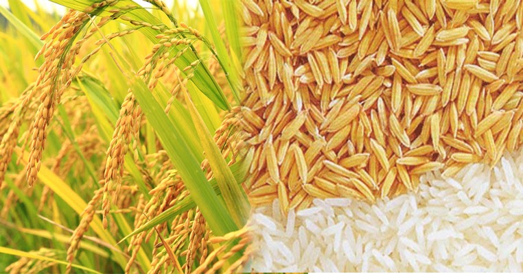 Journal of Rice Science