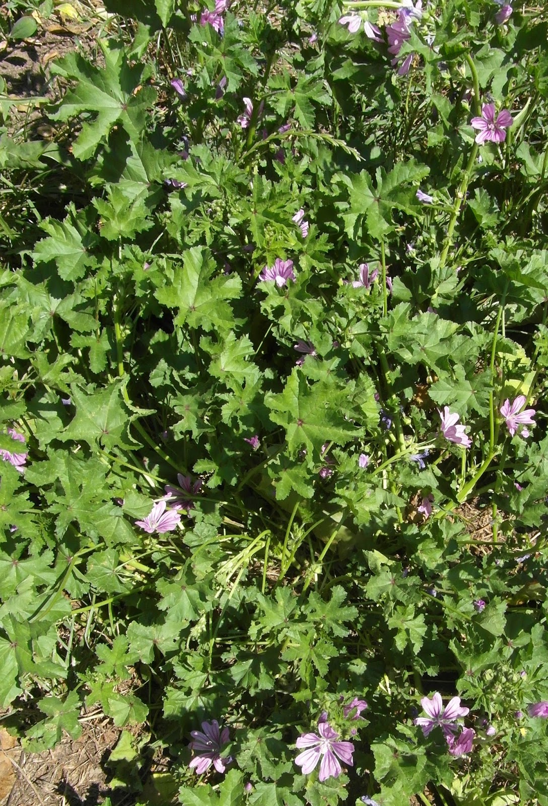 Erdei mályva (Malva sylvestris) és papsajtmályva (Malva neglecta), mint ...
