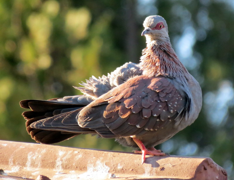 Speel-speel : kransduif