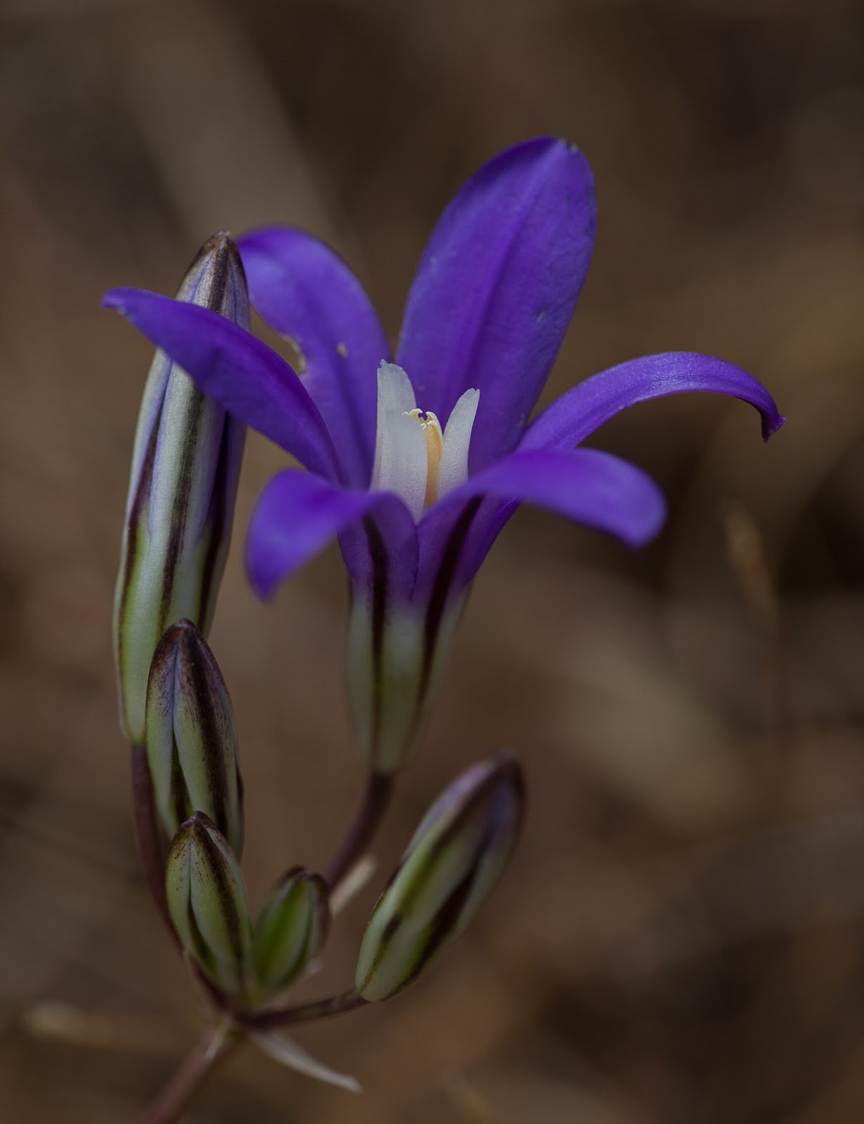 Island Time on Yellow: Seeds, Seed Pods, and Pink/purple Flowers