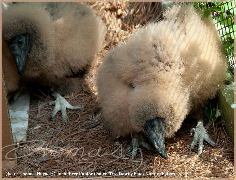 Landing Heron.. awkward beauty Cats, Photos,Jewelry,Jesus: Vultures ...