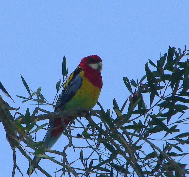 Snap Happy Birding: Eastern Rosella