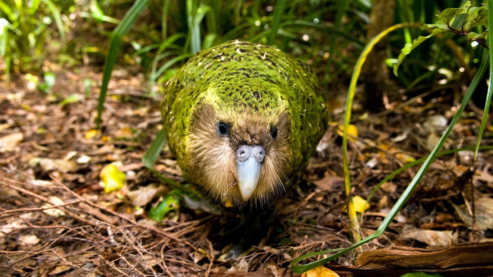 Kakapo ~ Animales en Peligro de Extinción