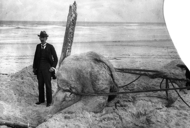 Lusca: St. Augustine and Bahamian Cryptid