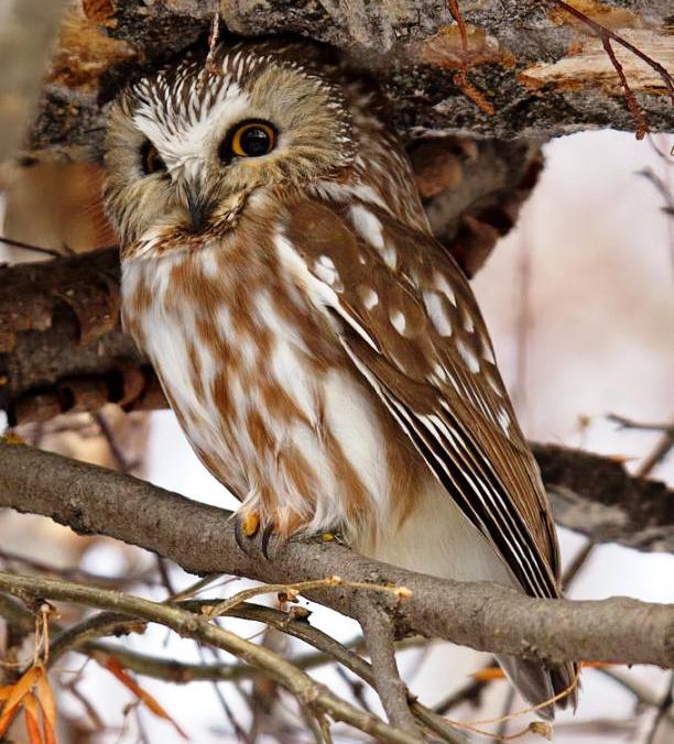 Birds of the World: Northern saw-whet owl