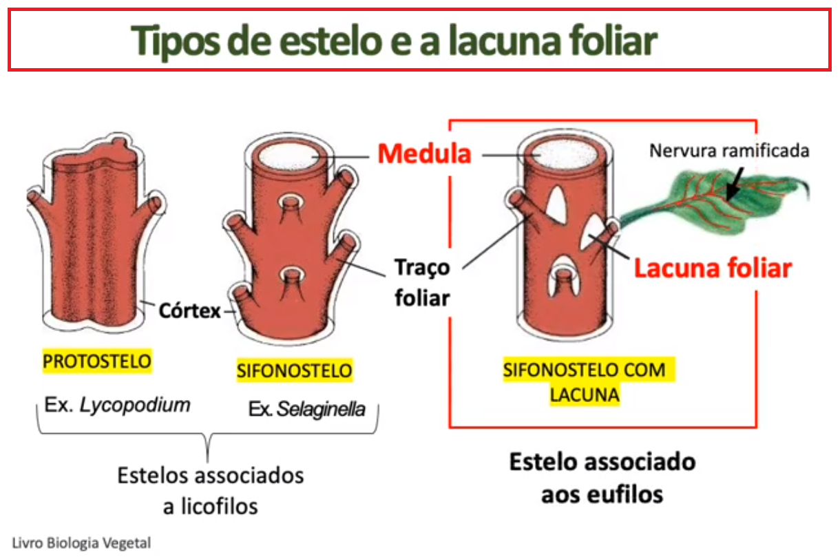 BIOLOGIA PARA A VIDA : DIVISÃO LICÓFITA E MONILÓFITA