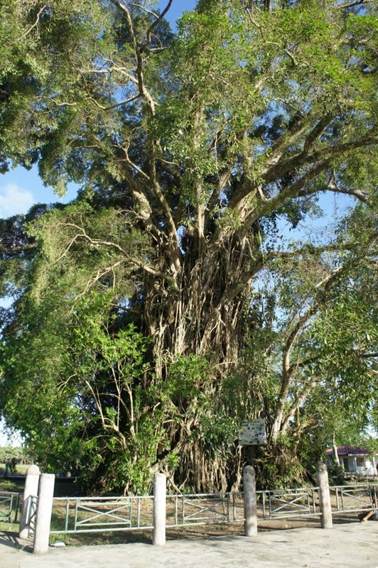OUR PHILIPPINE TREES: The Mystic Balete Tree of Baler