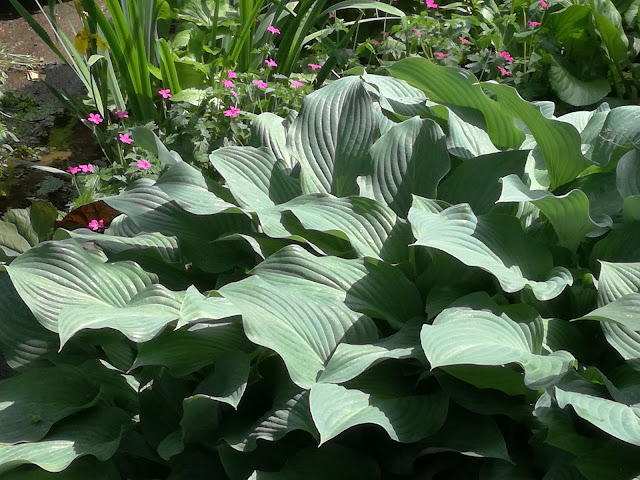 Ogród Tamaryszka: HOSTY - ROŚLINY DO CIENIA