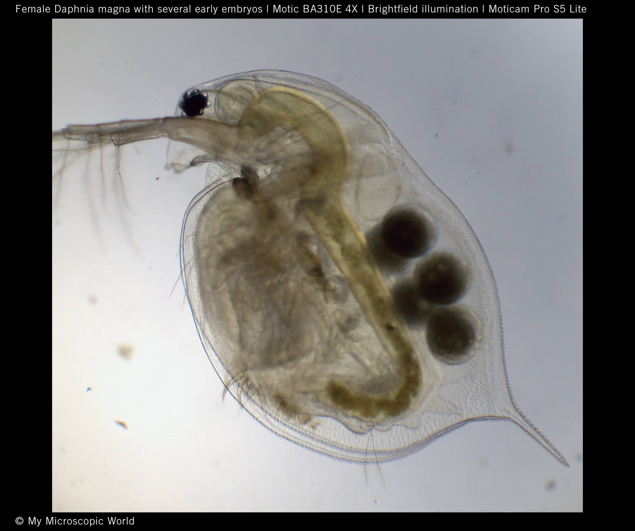Motic Europe | Blog: Some of the smallest crustaceans in the world