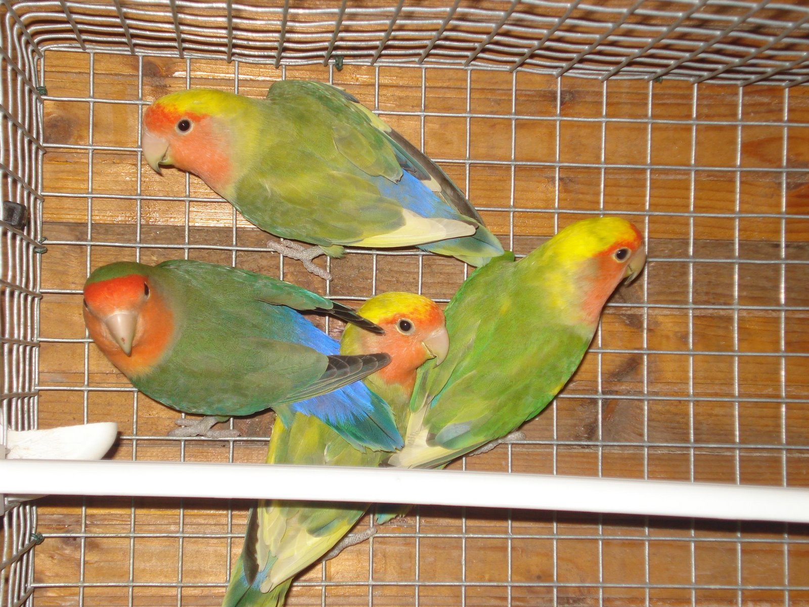 Comunidade Agapornis: Roseicollis