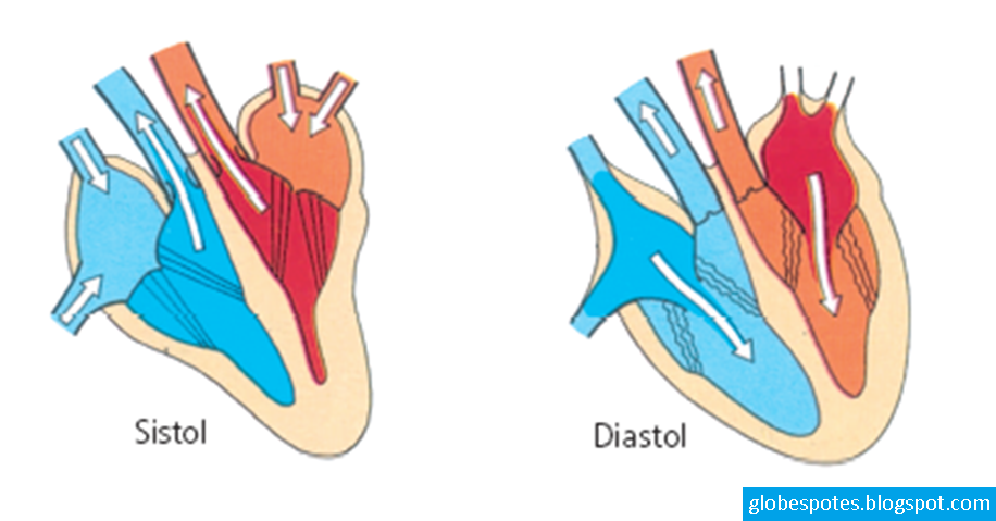 Perbedaan Sistol dan Diastol Jantung Manusia - Biologi Edukasi: Belajar ...