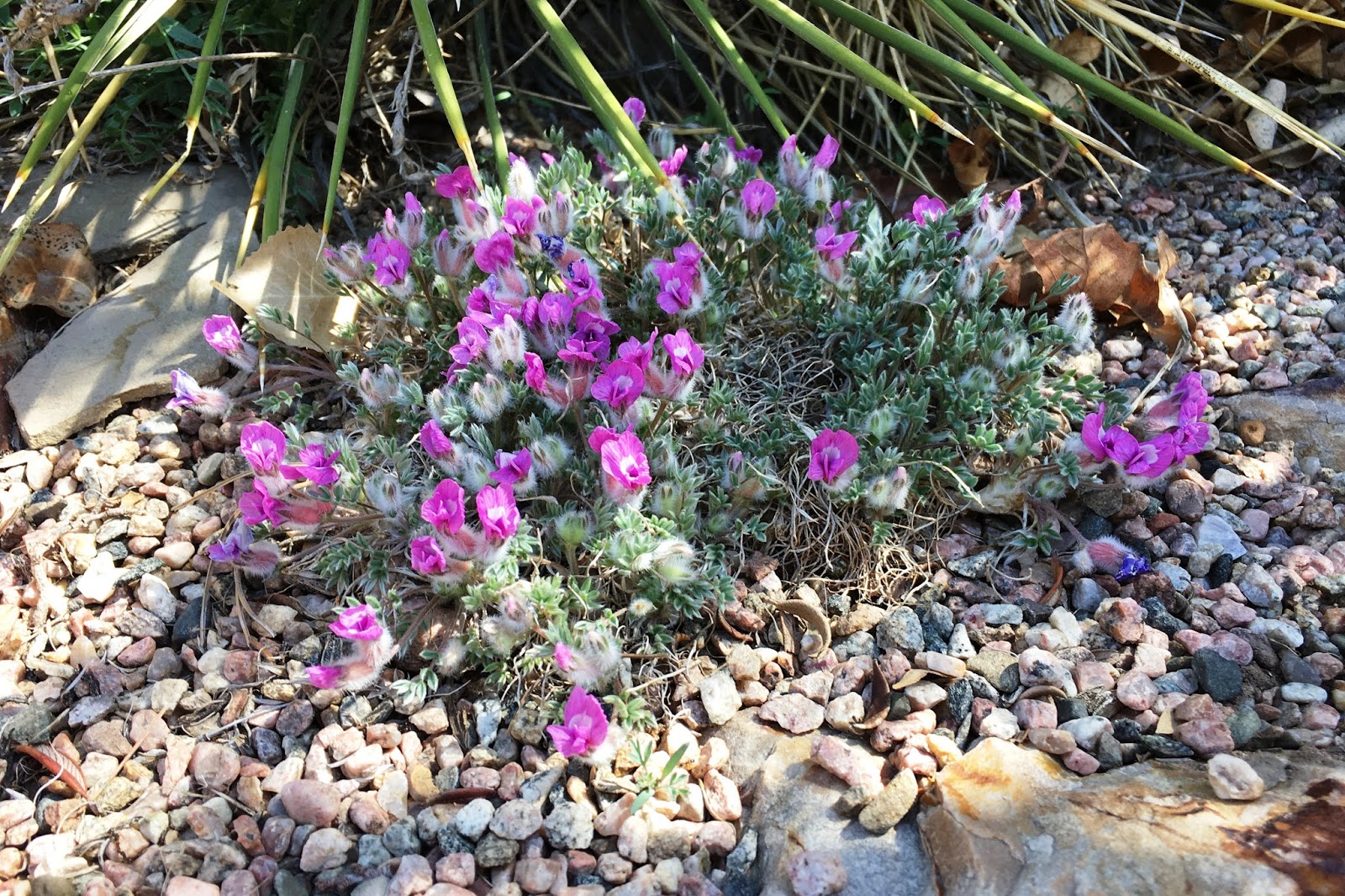 What's Blooming in The Gardens: April