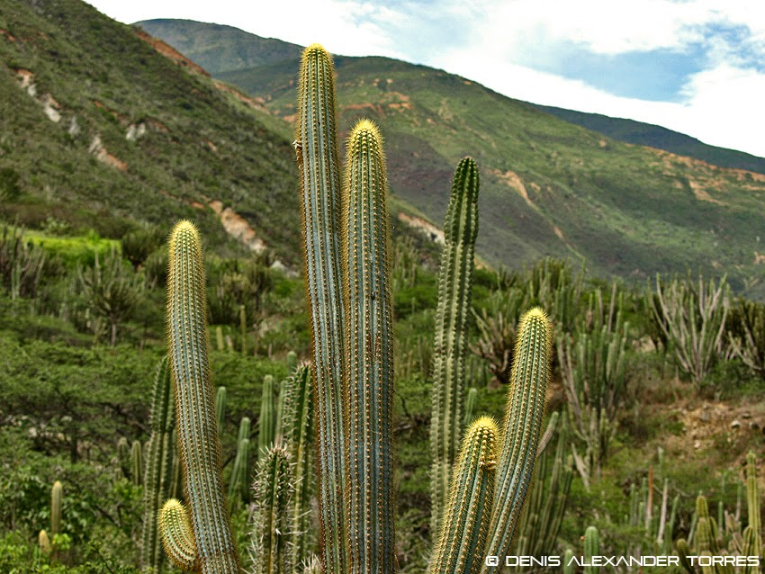 VISION TORRES - IMAGENES DE NUESTRO MUNDO: LOS VALLES SECOS DE MÉRIDA ...