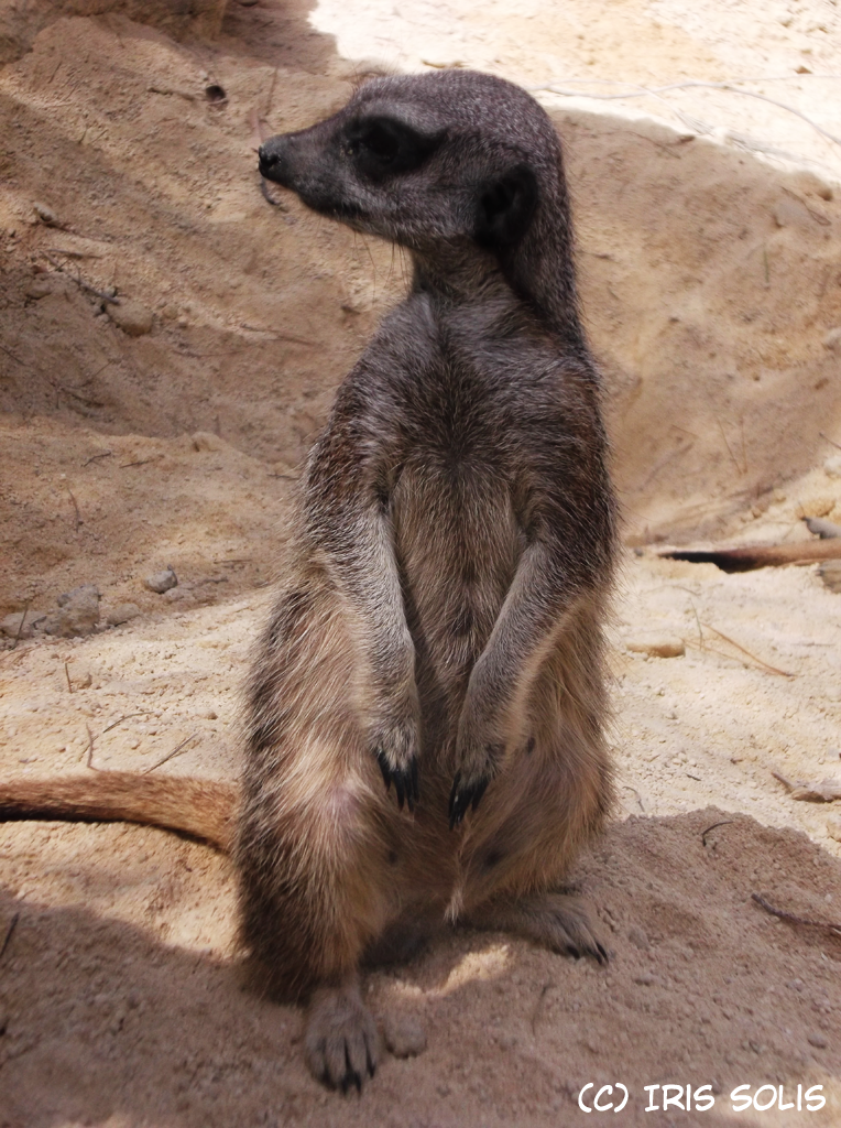 FaunaDex: Suricato