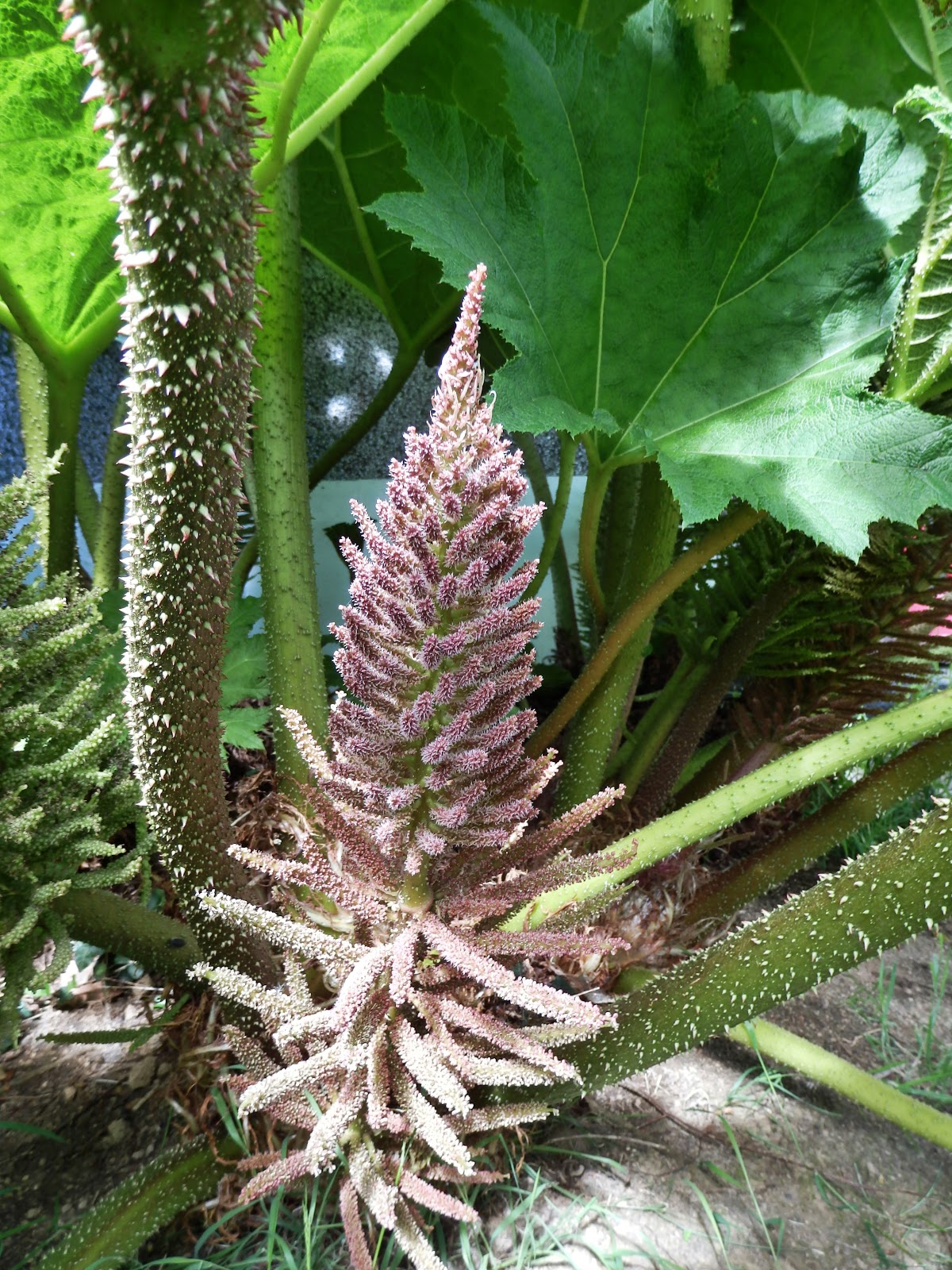 Mike's Cornwall: The Giant Gunnera Thrives In Cornwall