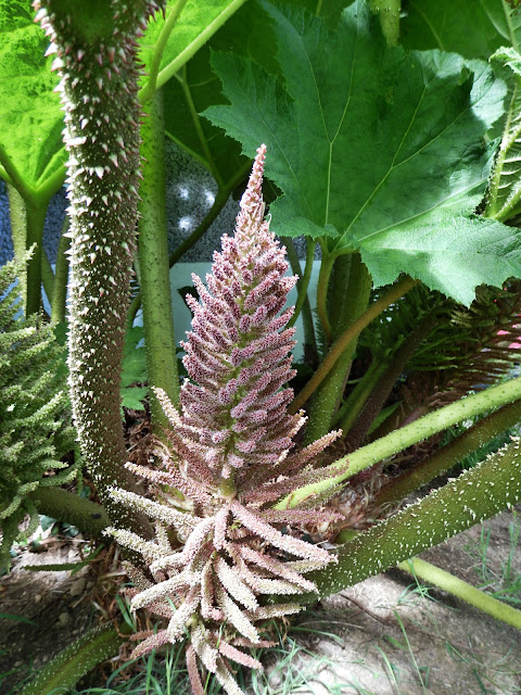 Mike's Cornwall: The Giant Gunnera Thrives In Cornwall