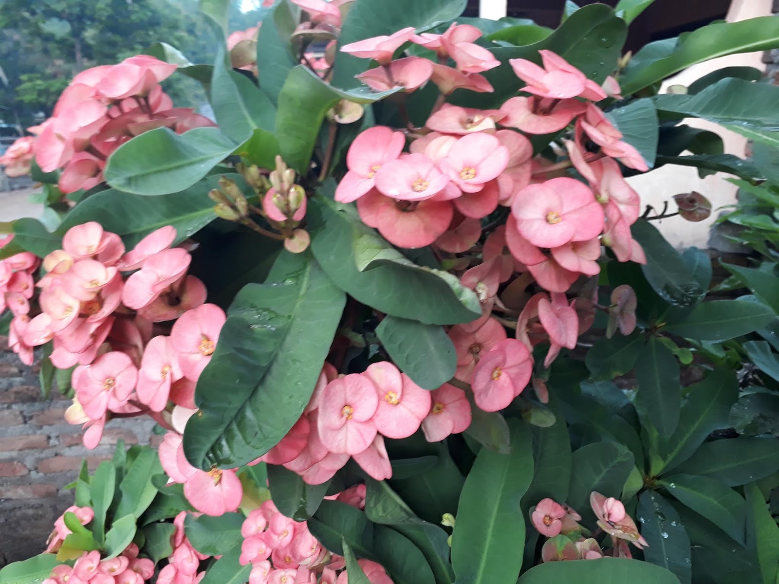 Beginilah 11+ Nama Tanaman Bunga Yang Berduri Kekinian - Informasi ...