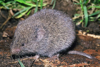 Terryland Forest Park: Mammals