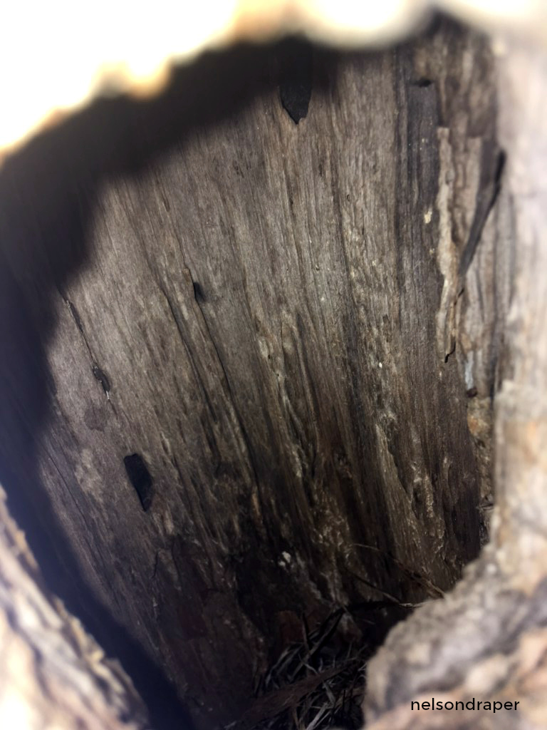 Inkwell Inspirations: Tale of the Bluebird Tree