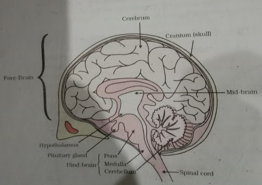 Human Brain and its types| Explain with diagram.