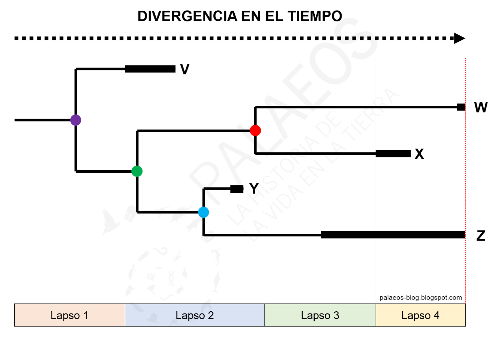 Palaeos, la historia de la Vida en la Tierra: Cómo leer un cladograma