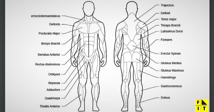 Human Muscle Anatomy - Movement, Types, Action । FITSHUB