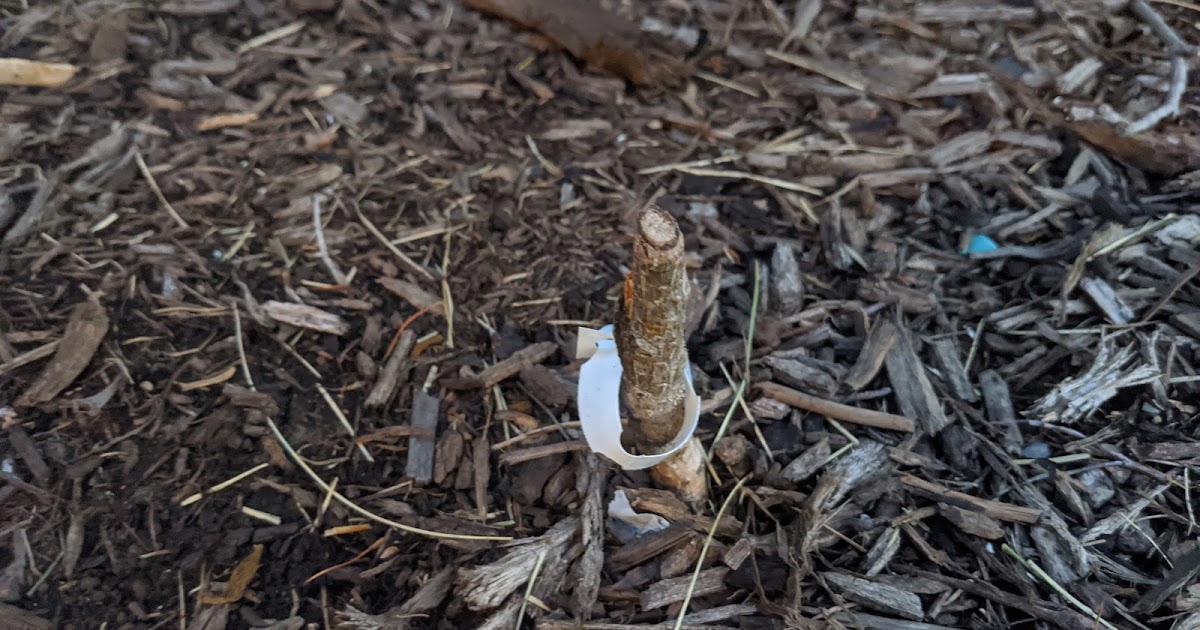 Contorted Larch Tree - LOST - August 2020