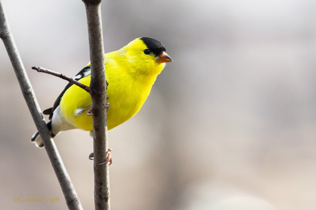 See What I See: Birds in April