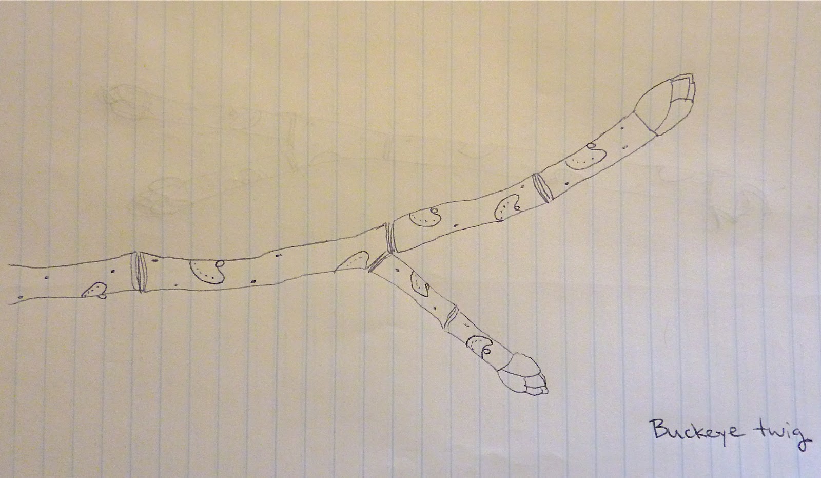 Biological Thinking: How to Read a Twig