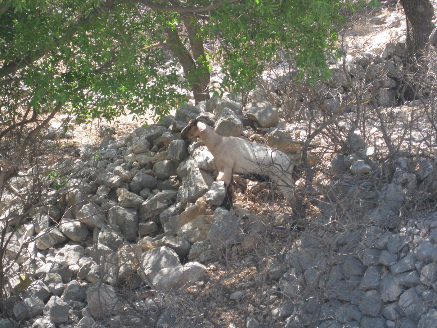 Και λοιπόν;Και συνεπώς;Και γι'αυτό;: Χάλκη