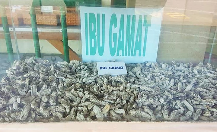 Kilang Gamat Nusantara Gamat