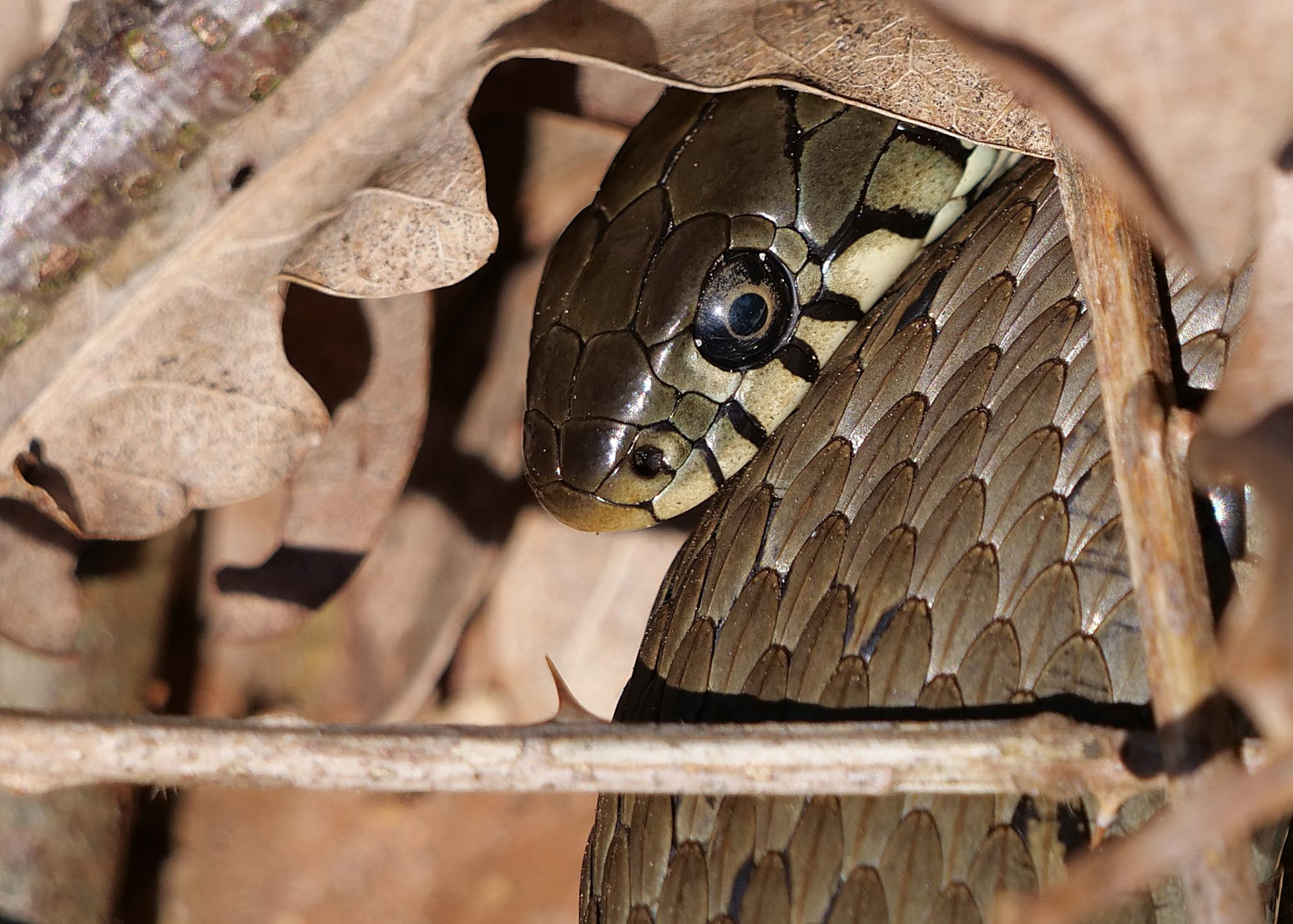 AMSTERDAMSE WATERLEIDINGDUINEN AWD: Ringslang Paring