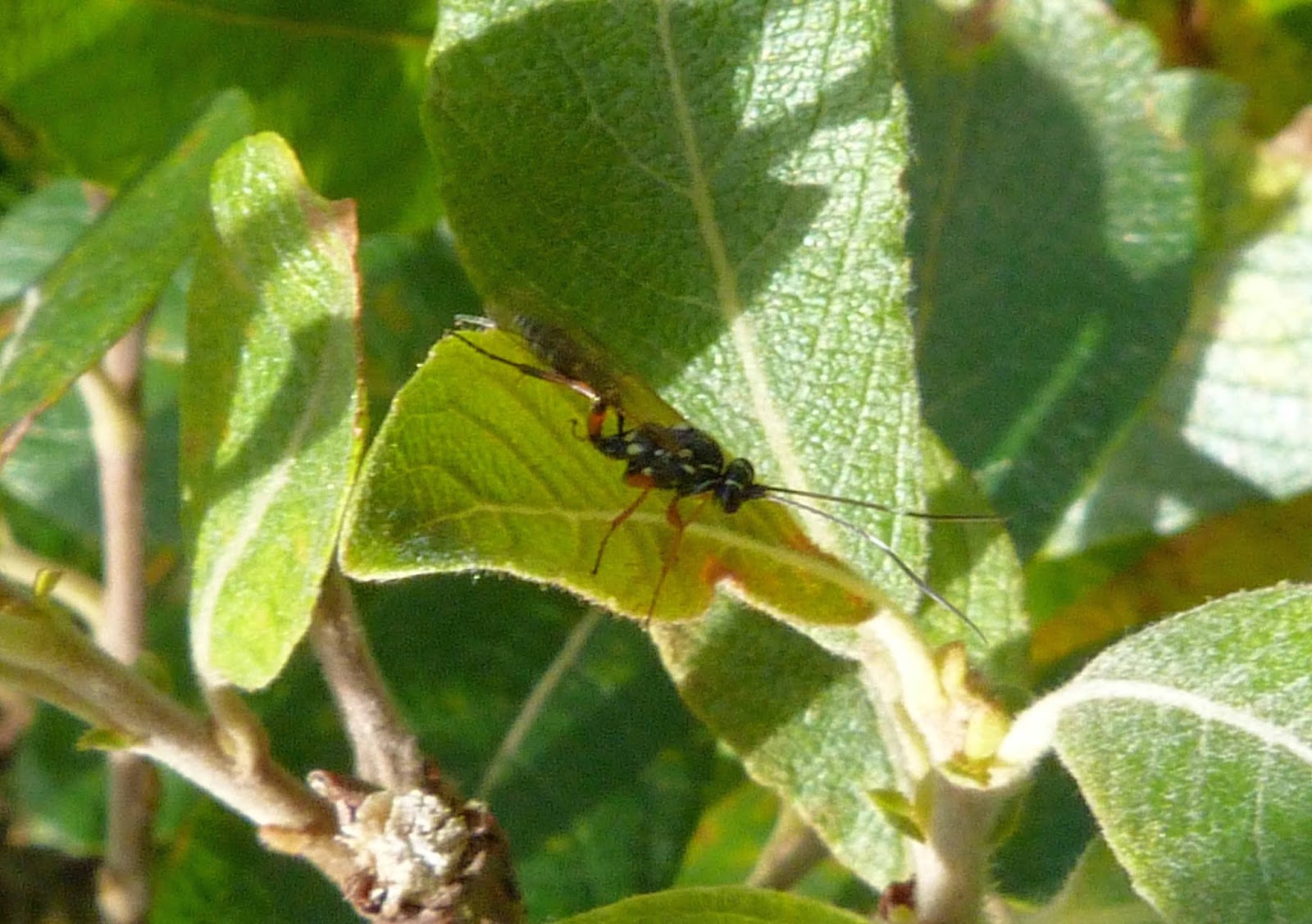 Insects of Scotland: Bees/Wasps/Ichneumons/Sawflies/Ants
