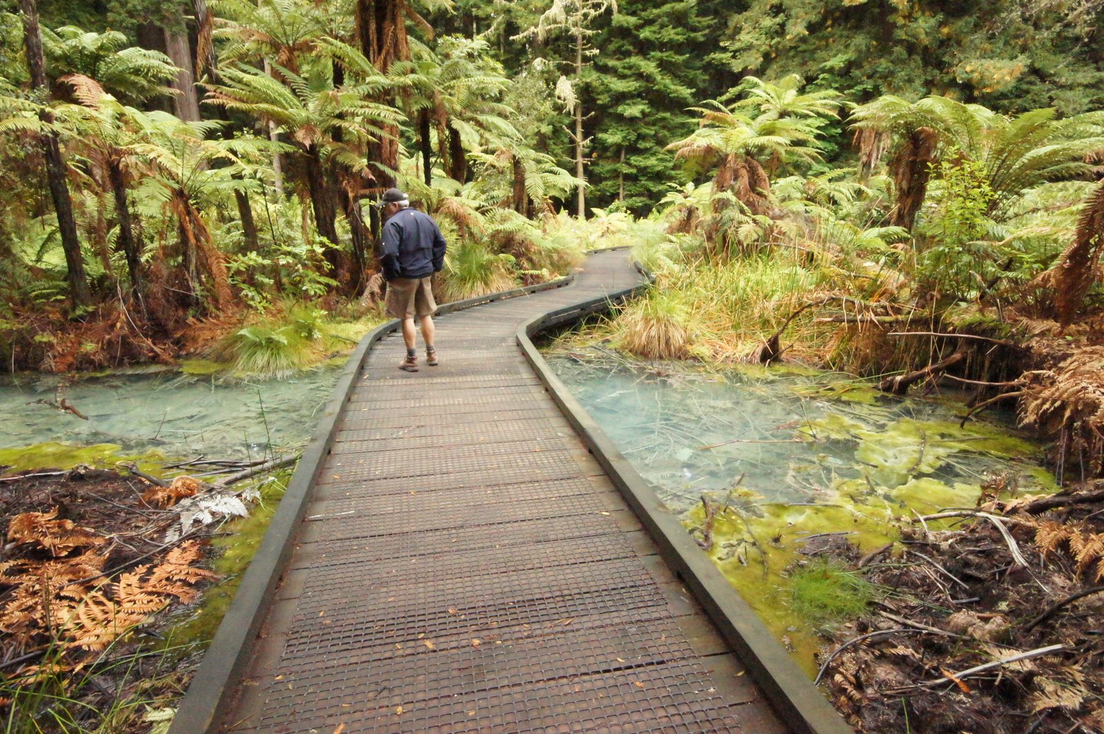 Magi and Sam: Rotorua - the Redwoods Whakarewarewa Forest