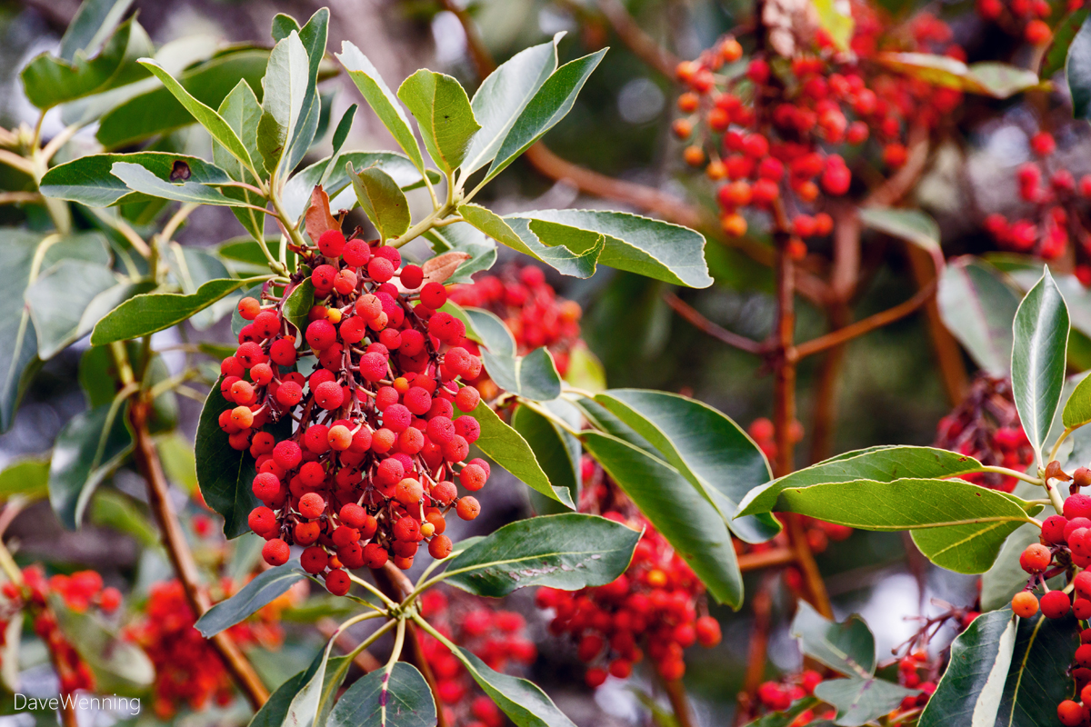 Madronas of Deception Pass