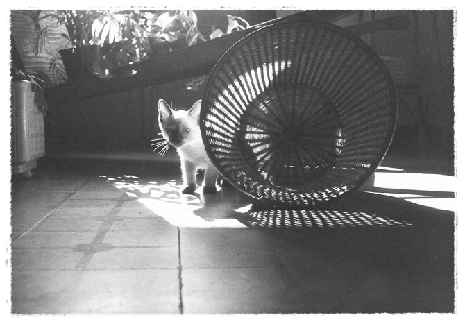 Llum de nit: · Àlex Blanco Guinot