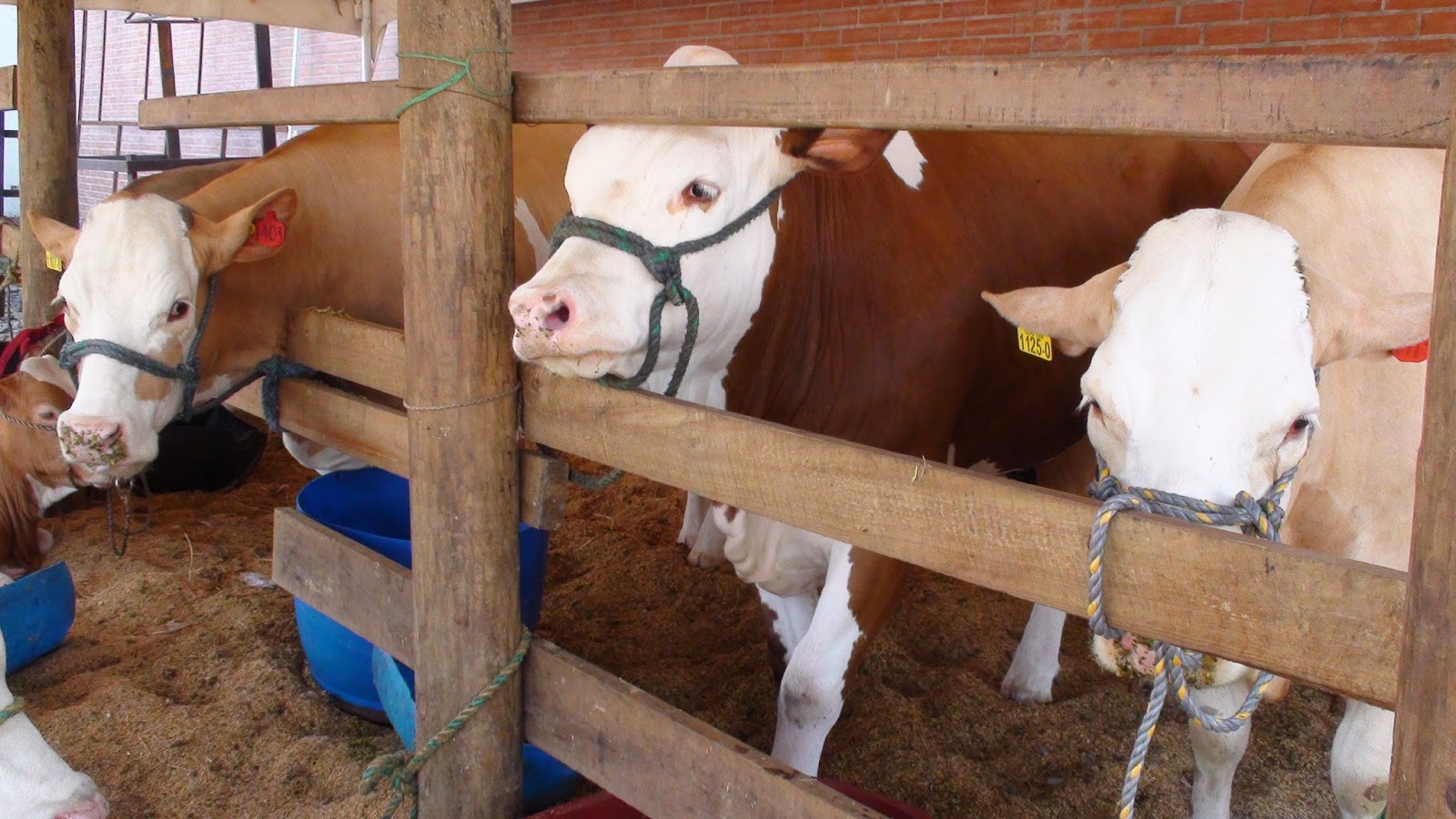 Canal Llanero : SIMMENTAL SIMBRAH
