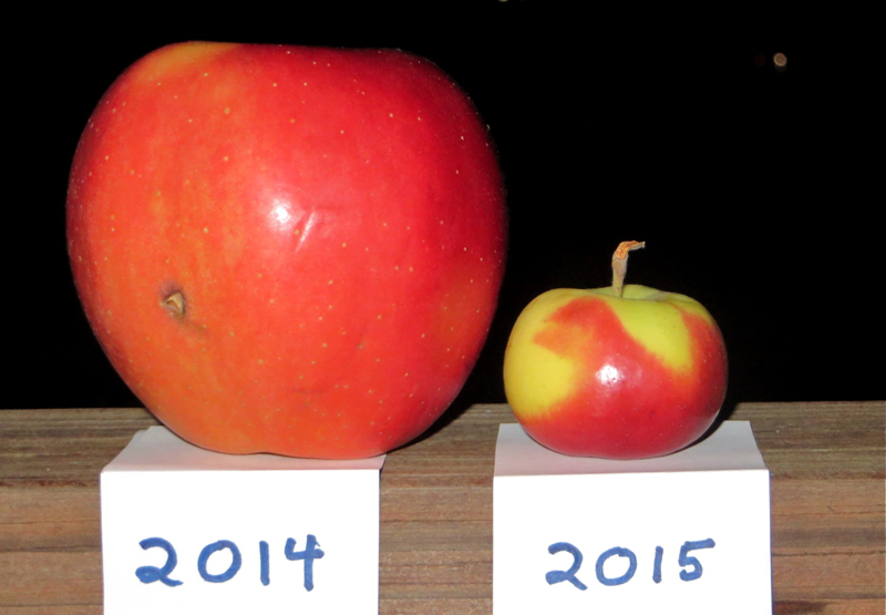 Out with the old - Adam's Apples