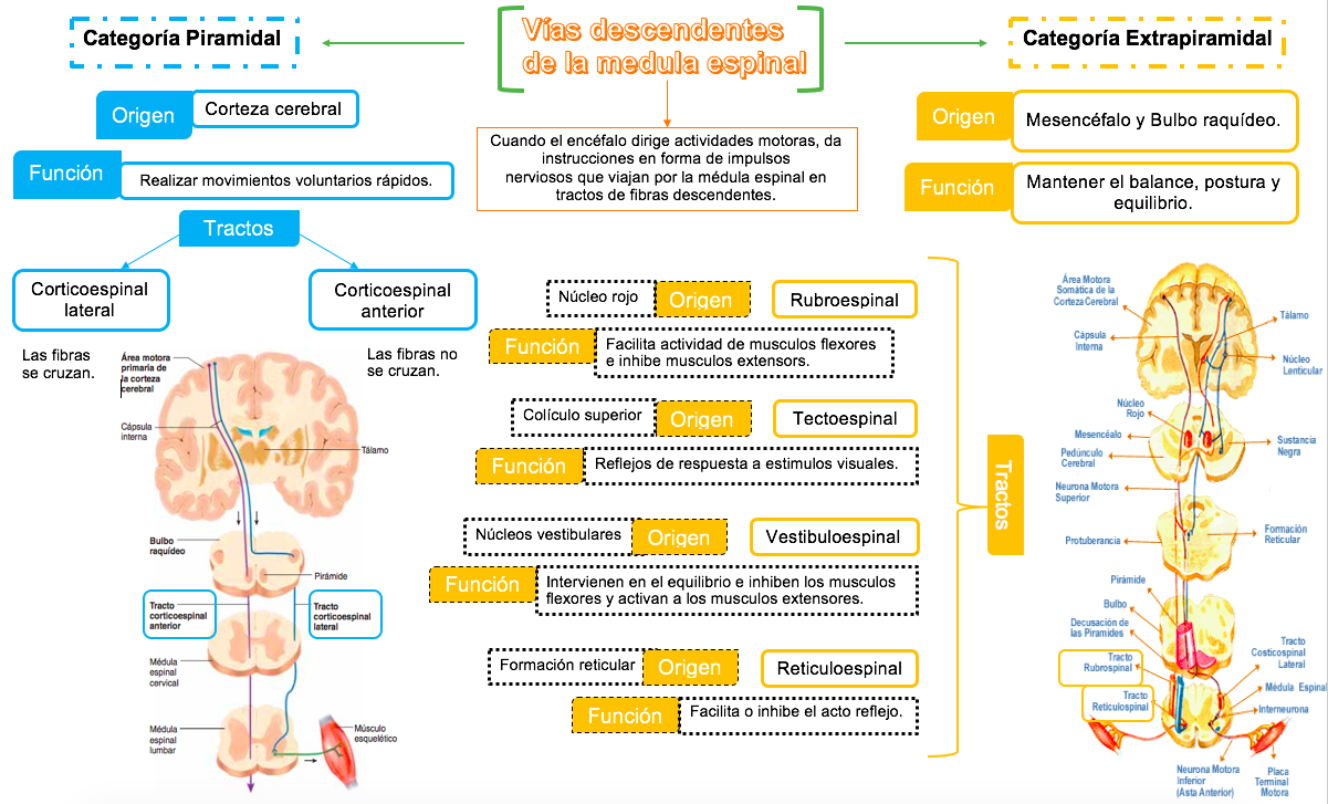 Fisiología: Mapa 17 Vias de la medula espinal