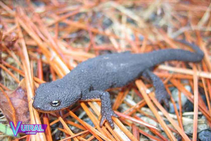 Pengertian, Ciri Ciri, Klasifikasi Dan Contoh Hewan Vertebrata - Vuiral