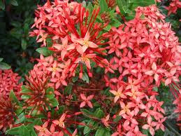 This is Our Story: Bunga Jarum Hisap Madu