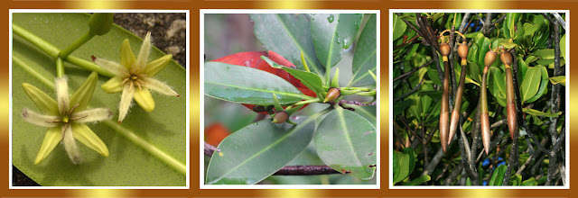 Guía del Plantabosques: MANGLARES