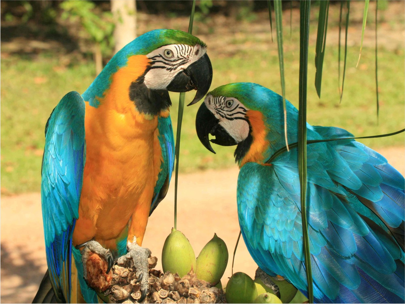 Eu Amo o Campo: Fauna Brasileira