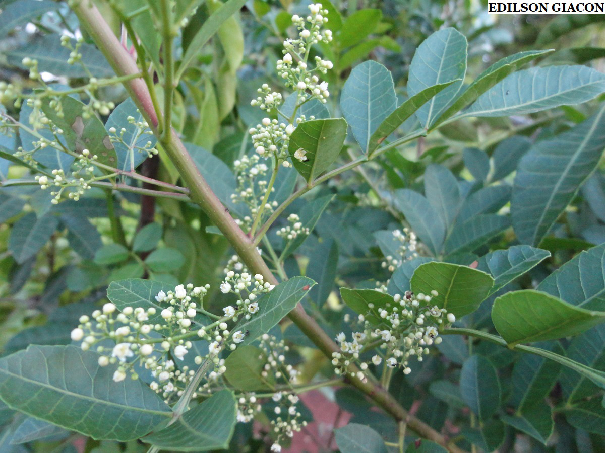 Viveiro Ciprest - Plantas Nativas e Exóticas: Pimenta Rosa ou Aroeira ...