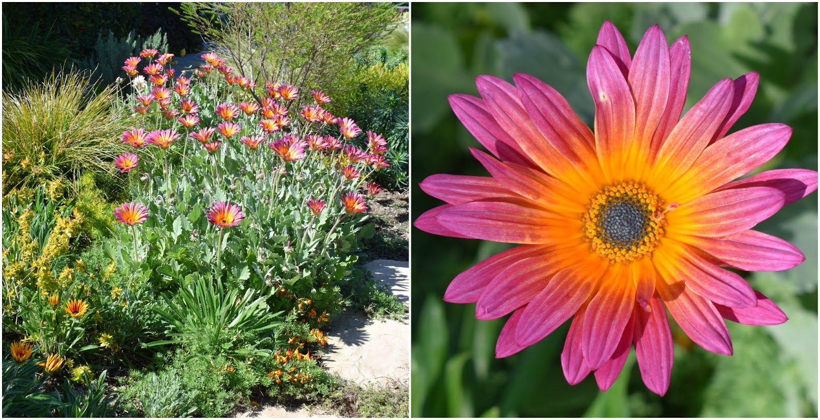 Late to the Garden Party: Bloom Day - March 2019