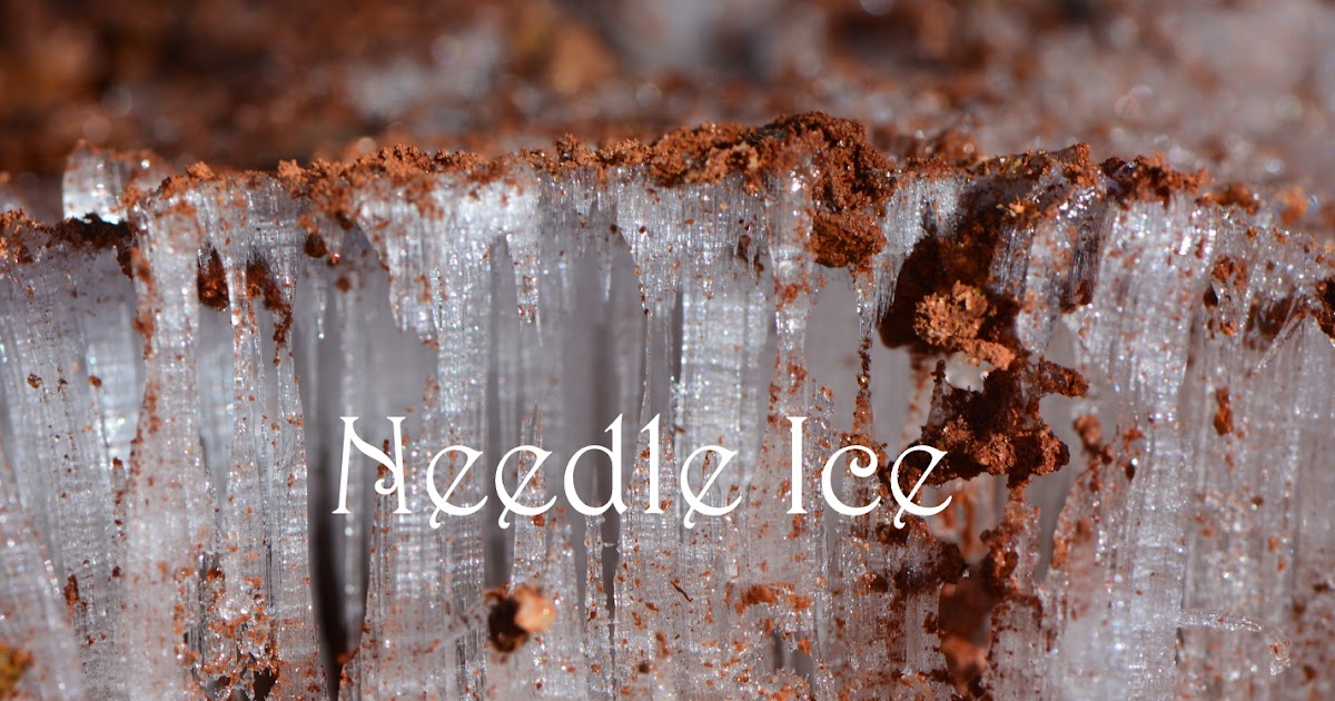 Perfect Conditions for Needle Ice