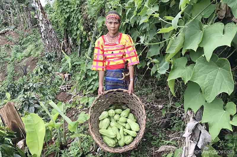 Vegetable picking is part of the immersion. At a very minimal cost ...