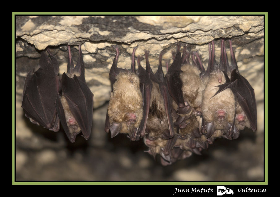 Quirópteros